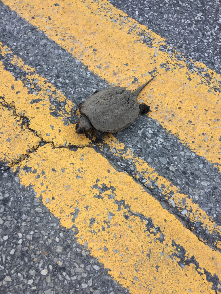 Common Snapping Turtle from 3493–3505 County Road 3, Leeds and the ...