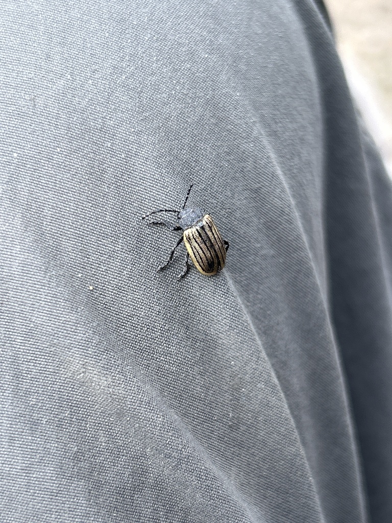 Skeletonizing Leaf and Flea Beetles from Bulgan, Gobi Gurvansaikhan, MN ...