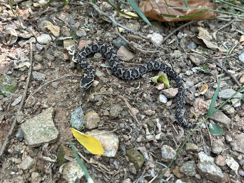 Short-tailed Mamushi (Gloydius brevicauda) - Snakes and Lizards