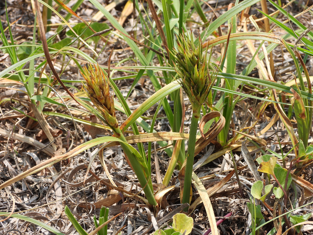 Japanese sedge from Huangdao, Qingdao, Shandong, China on June 10, 2024 ...