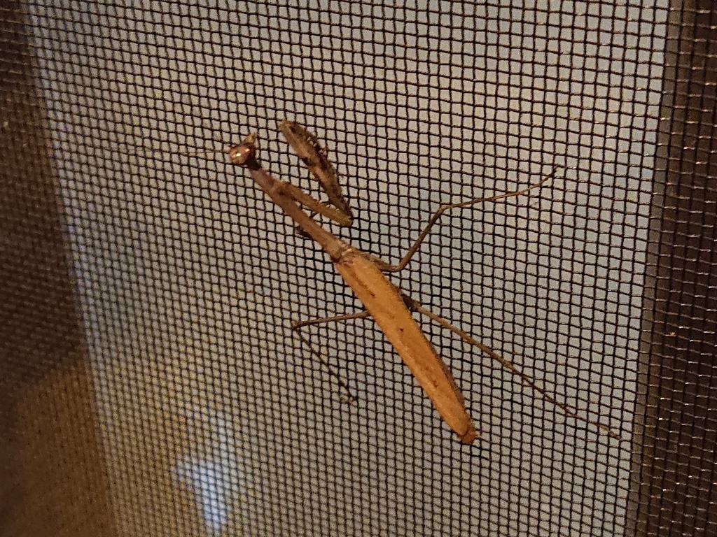 Asian Jumping Mantis in September 2020 by Shin.YD -iKBM · iNaturalist