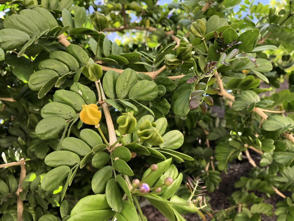 Lignum-vitae (Guaiacum sanctum) - Botanical Realm