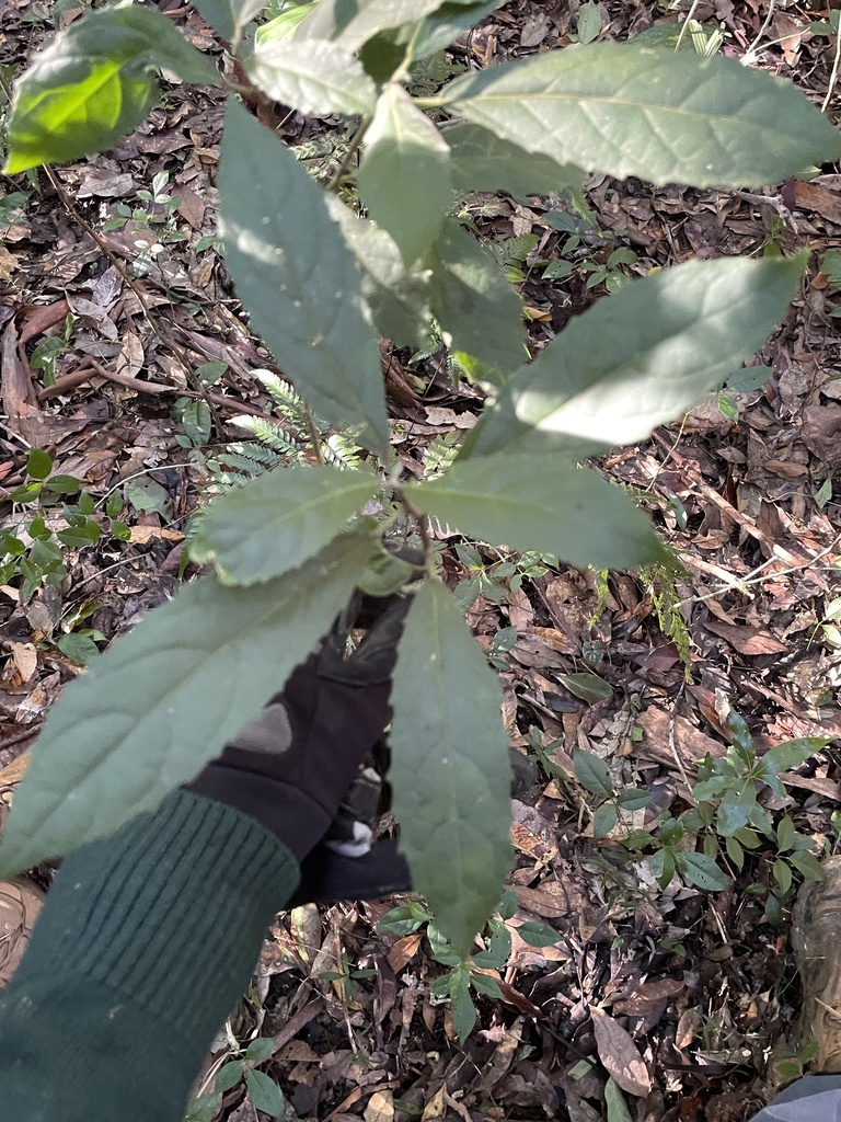 Claoxylon australe from Kondalilla National Park, Montville, QLD, AU on ...