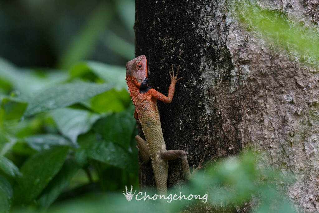 Oriental Forest Lizards from 中国海南省昌江黎族自治县 on June 5, 2024 at 08:00 PM ...