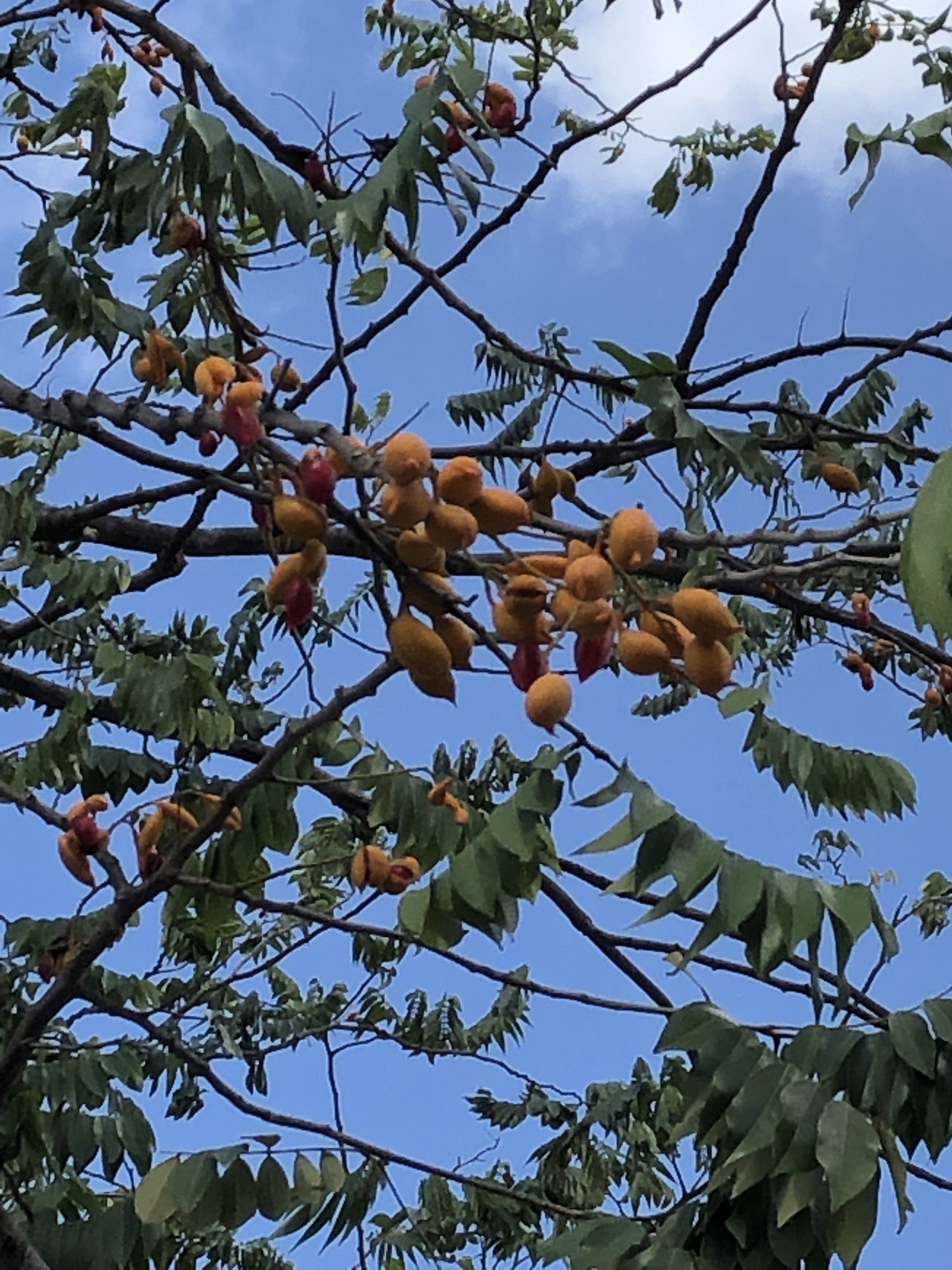Swartzia cubensis (Britton & P.Wilson) Standl.