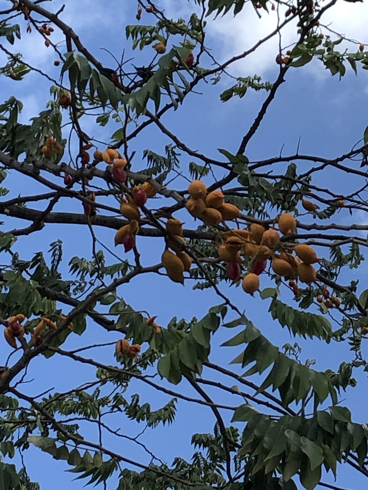 Swartzia cubensis (Britton & P.Wilson) Standl.