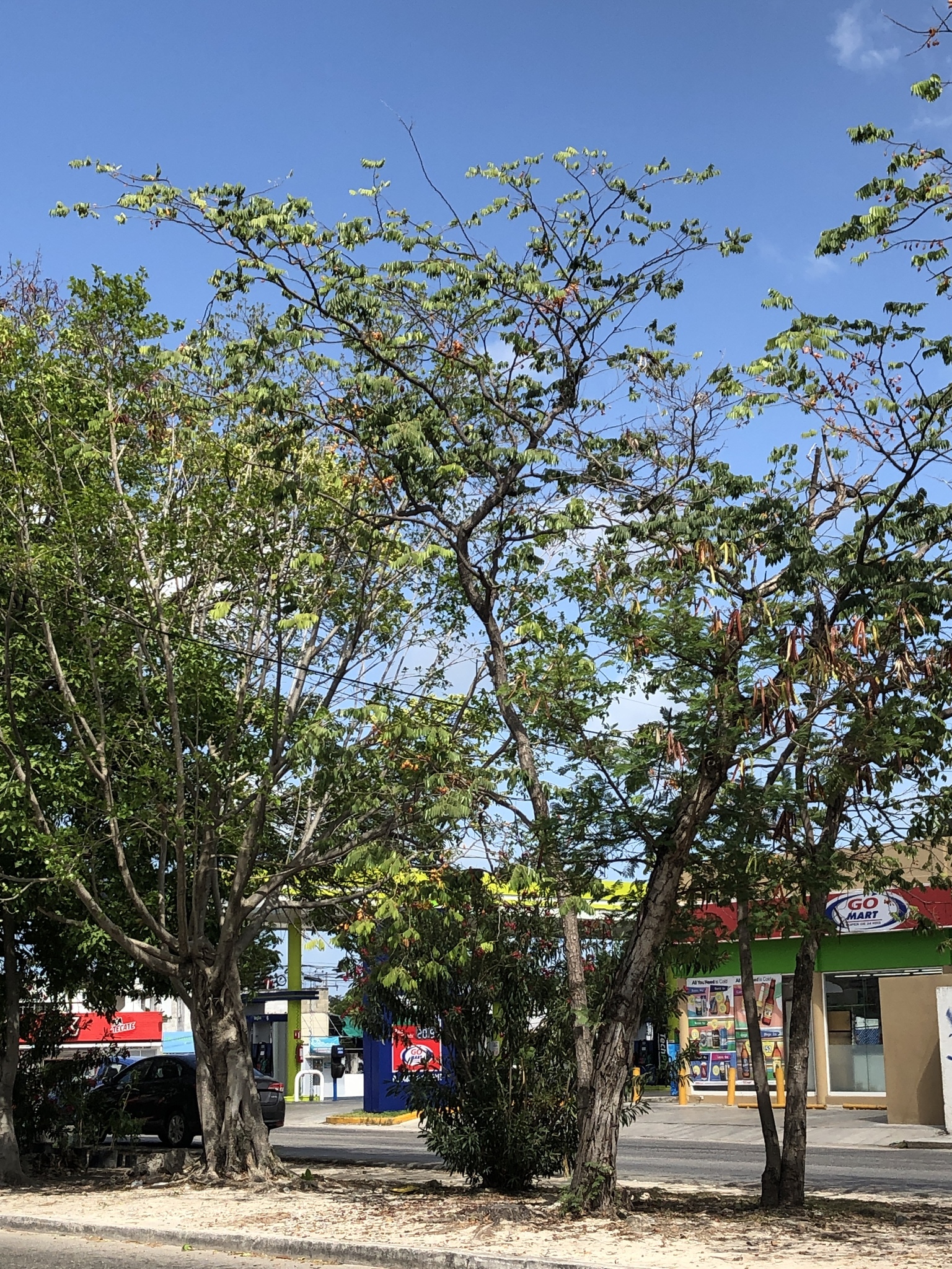 Swartzia cubensis (Britton & P.Wilson) Standl.