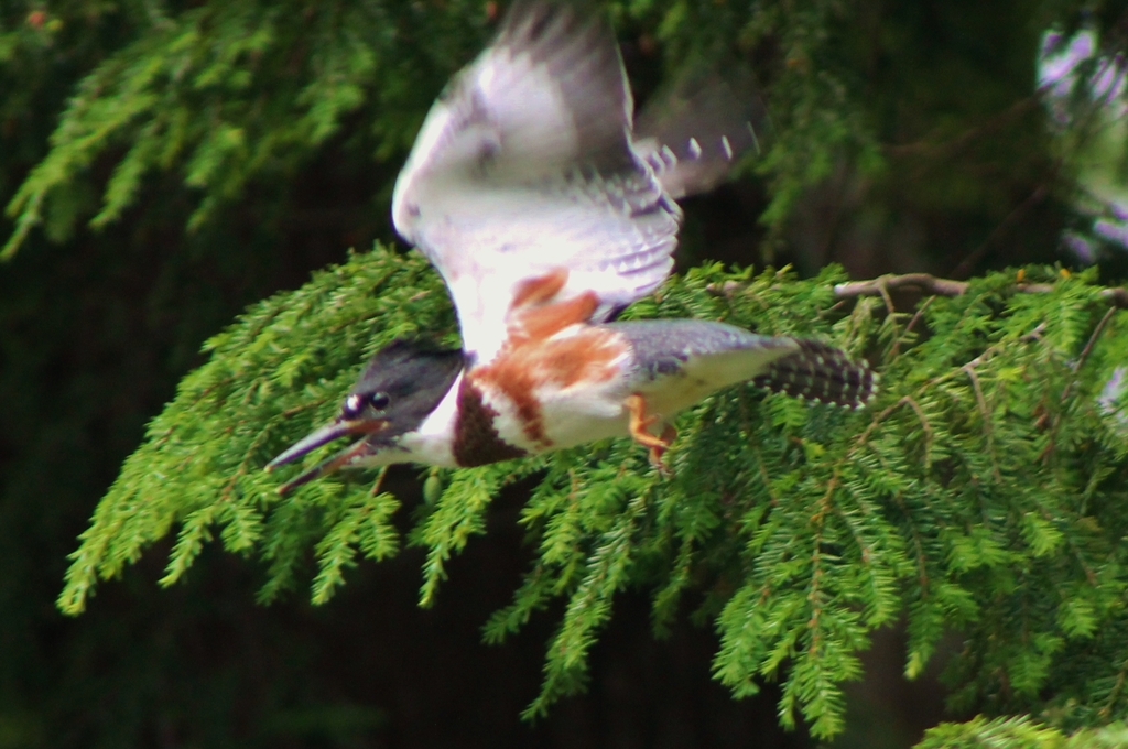 Belted Kingfisher (Birds of Alabama) · iNaturalist