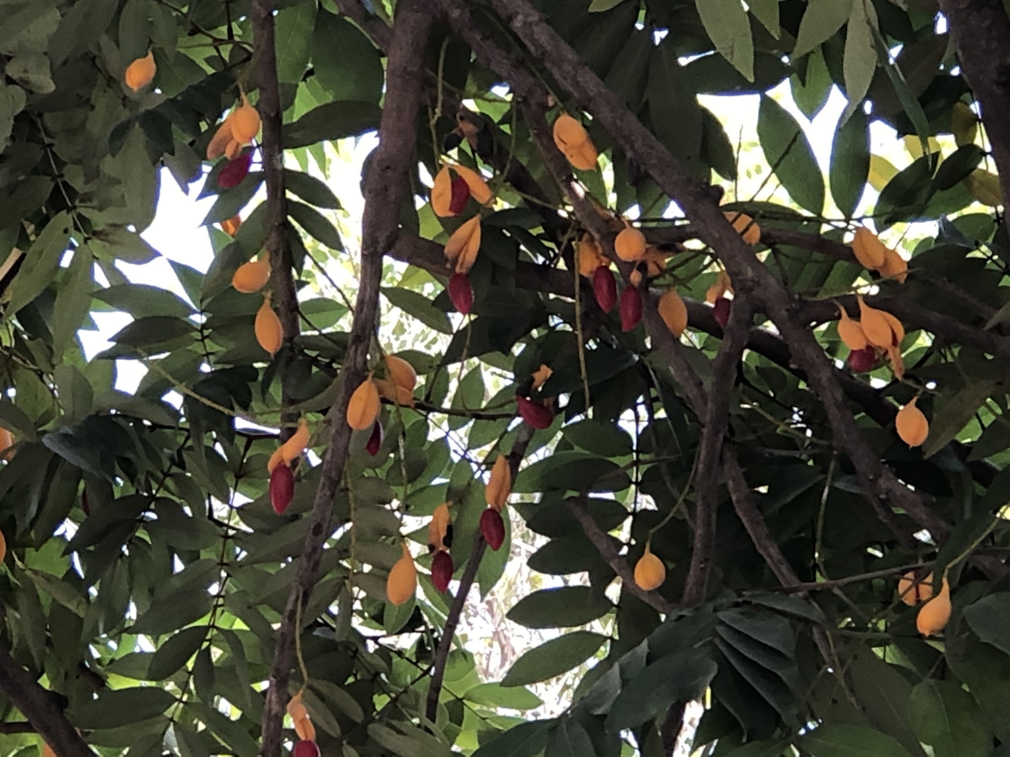 Swartzia cubensis (Britton & P.Wilson) Standl.