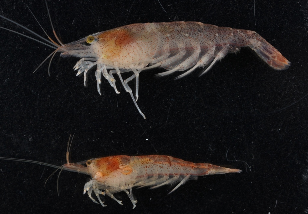 Sawtooth caridina from 舟山岛, 舟山, 浙江, CN on June 12, 2024 at 08:38 PM by ...