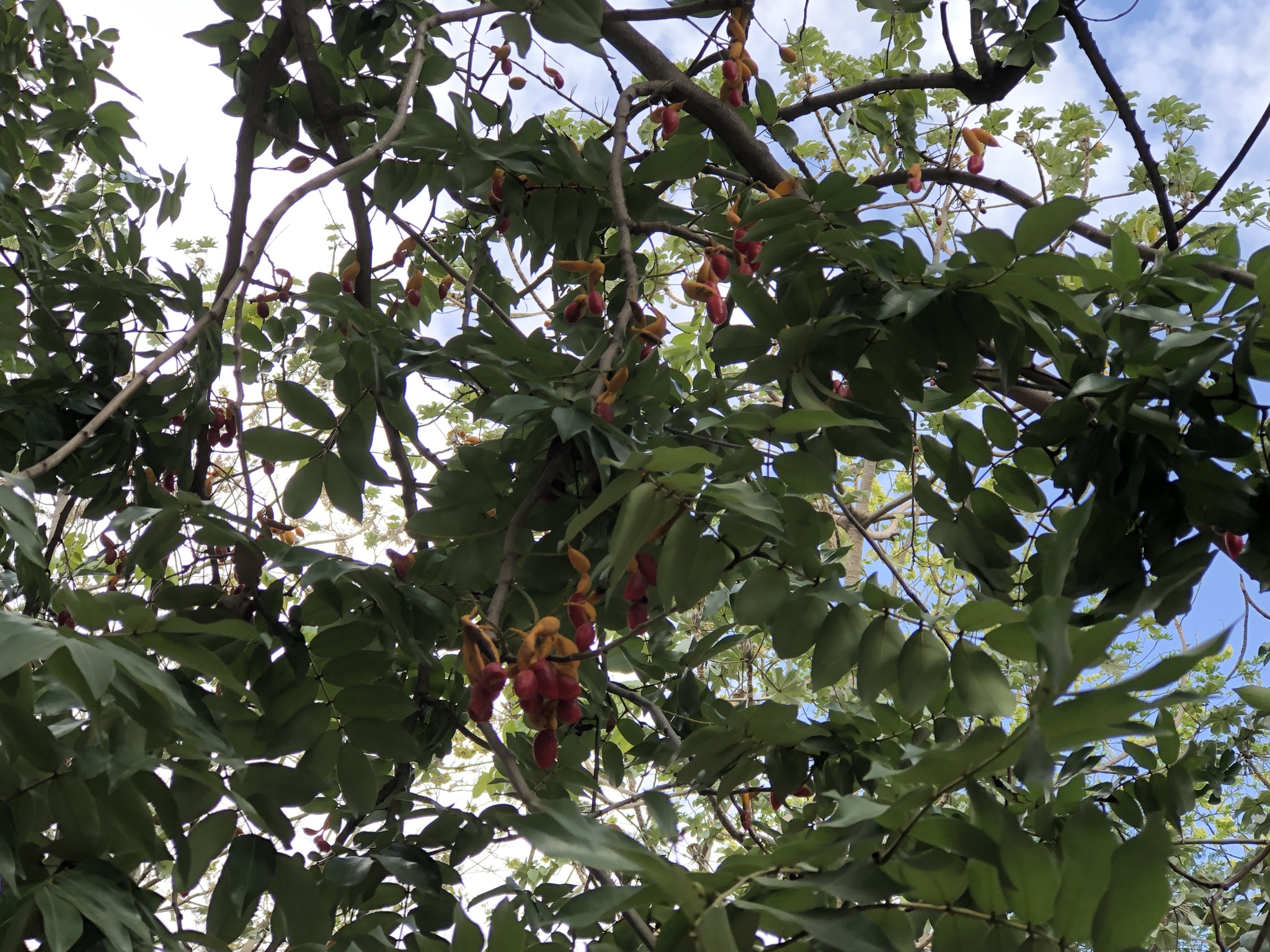Swartzia cubensis (Britton & P.Wilson) Standl.