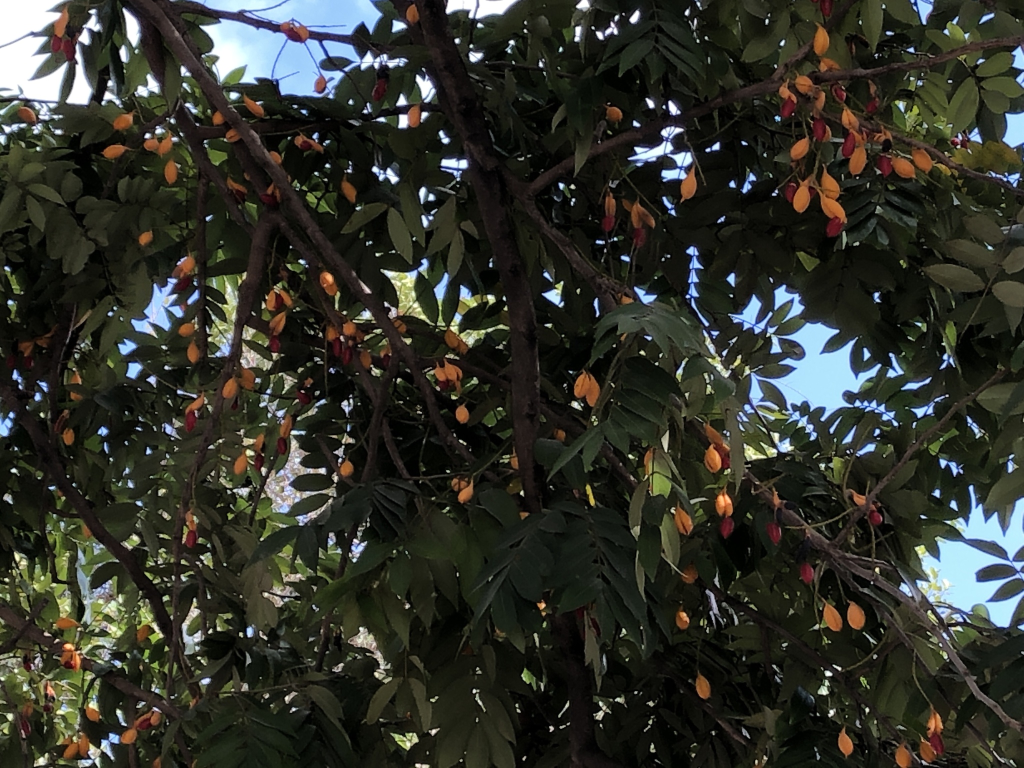 Swartzia cubensis (Britton & P.Wilson) Standl.