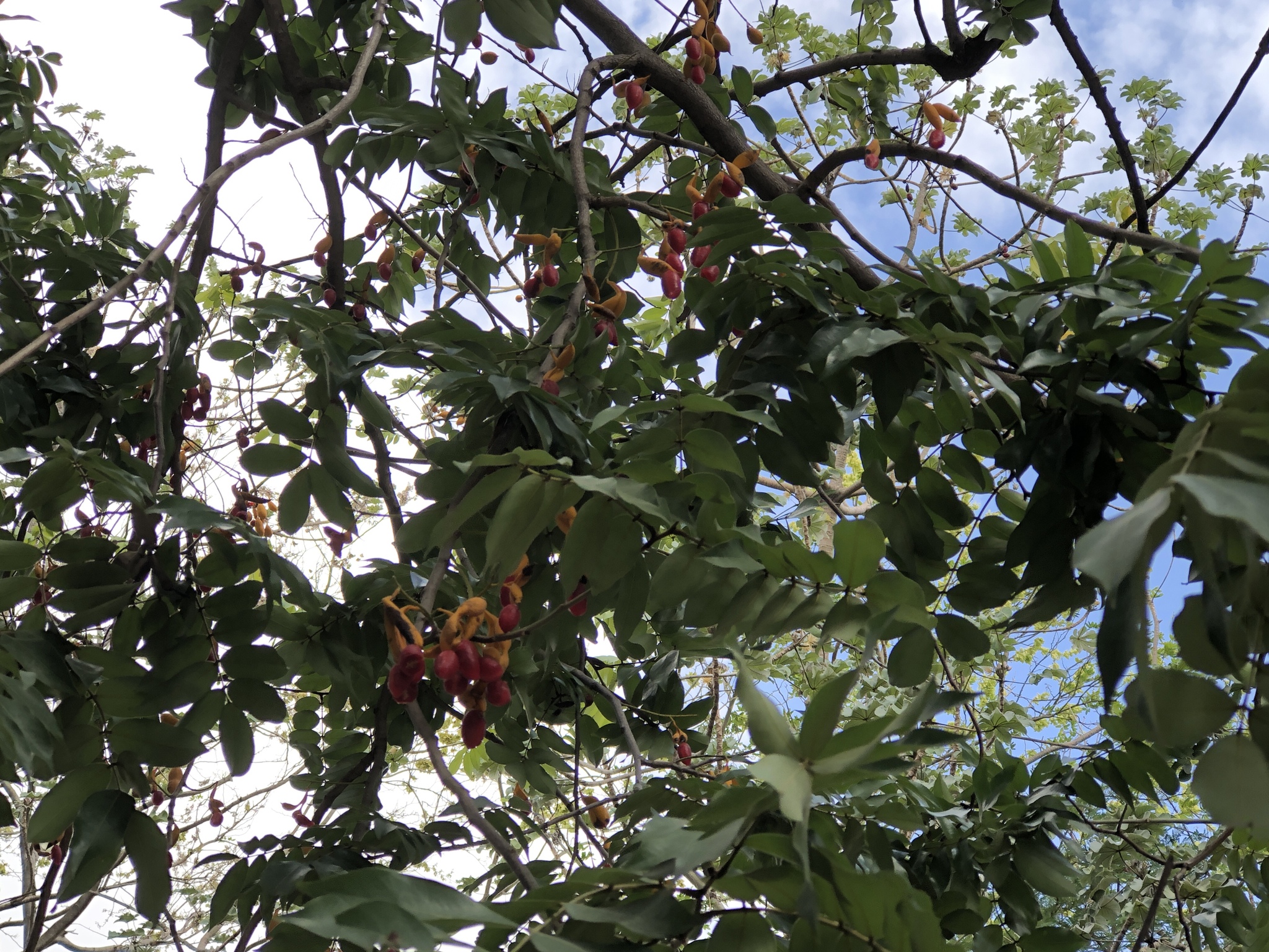 Swartzia cubensis (Britton & P.Wilson) Standl.