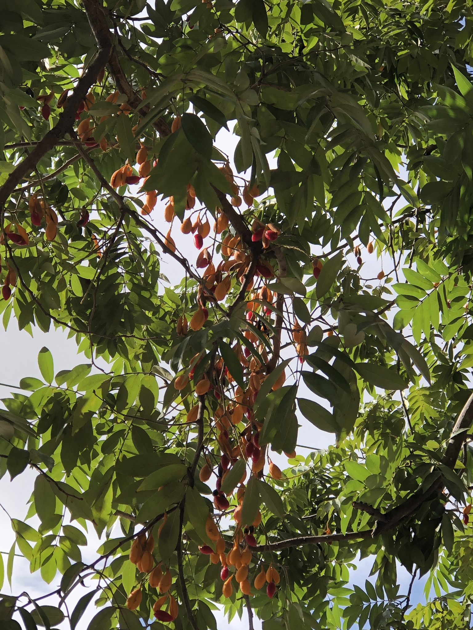 Swartzia cubensis (Britton & P.Wilson) Standl.