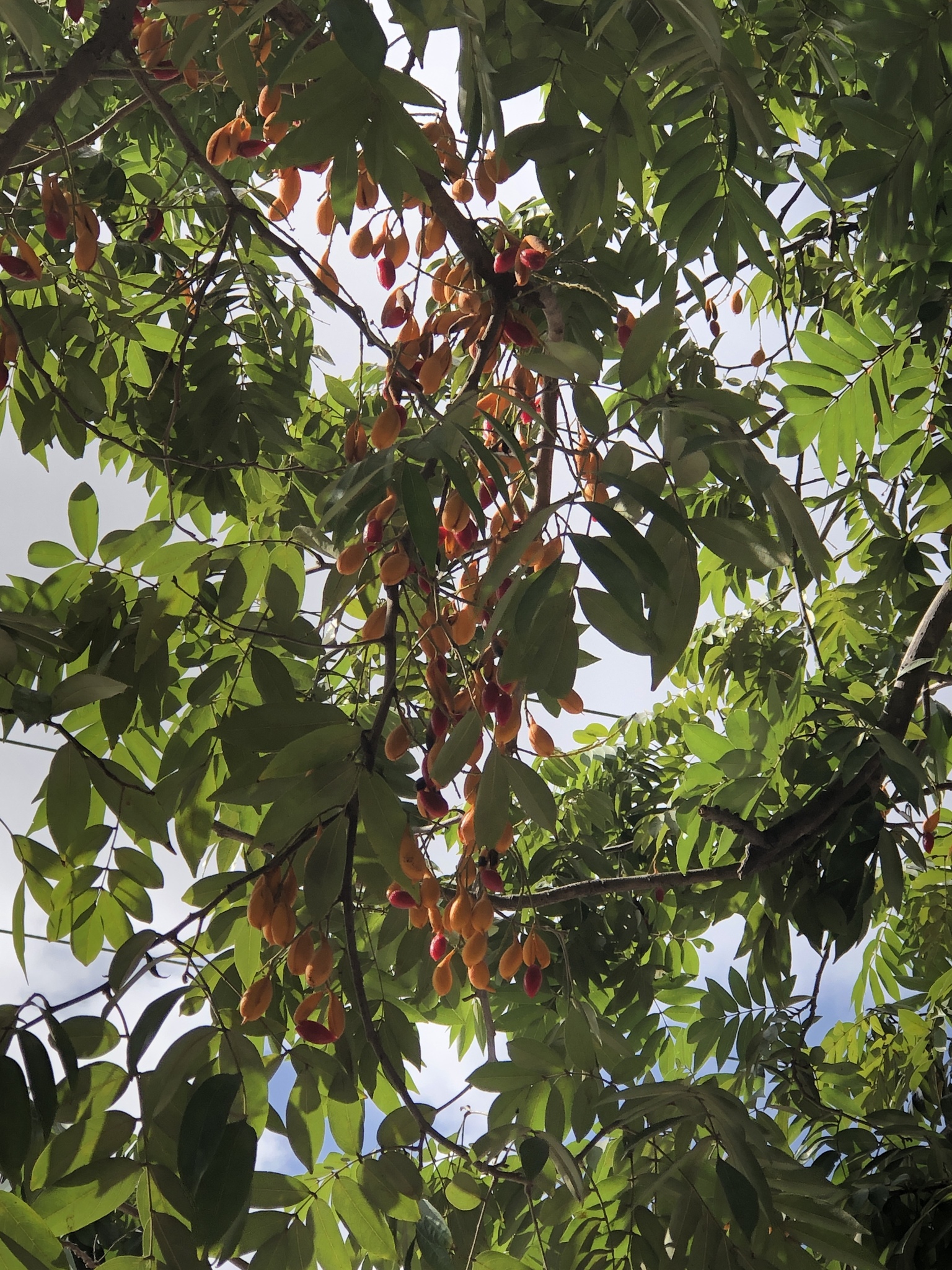 Swartzia cubensis (Britton & P.Wilson) Standl.
