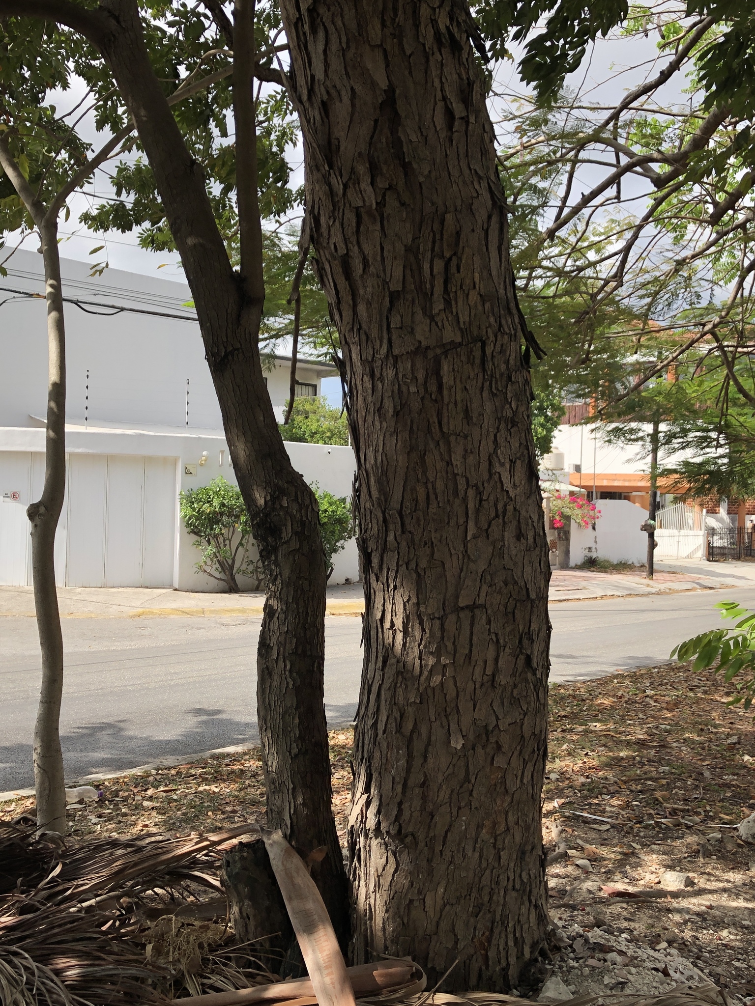 Swartzia cubensis (Britton & P.Wilson) Standl.