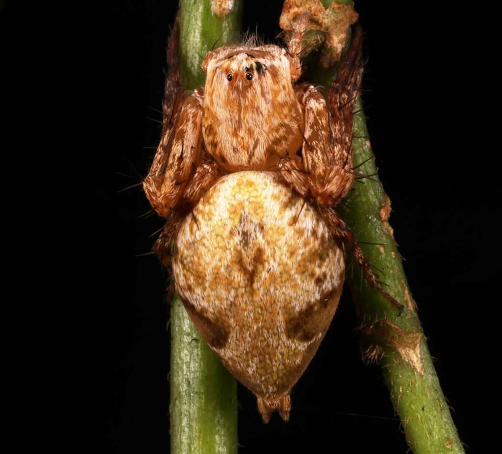 Crowned lynx spiders from Pat Sin Leng, Hong Kong on June 11, 2024 at ...
