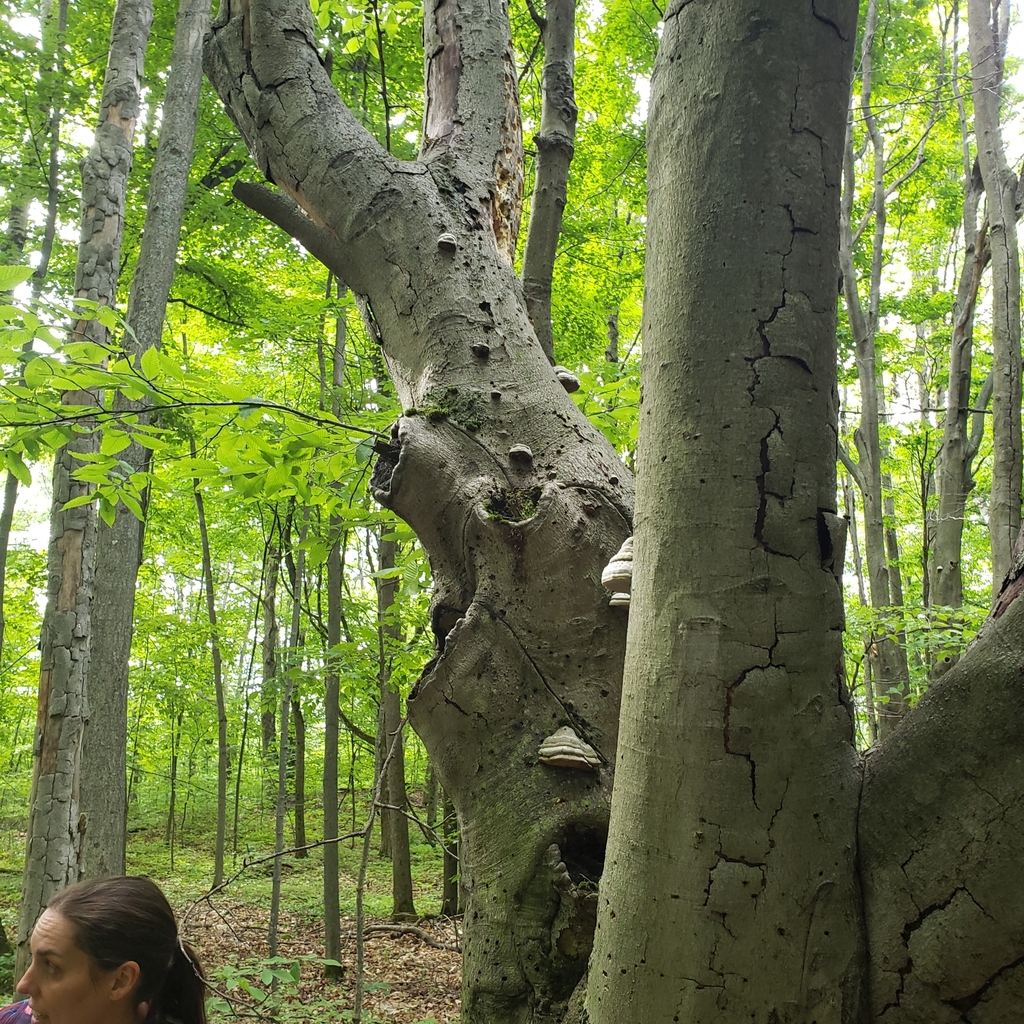 American beech from Lion's Head, ON N0H 1W0, Canada on June 12, 2024 at ...