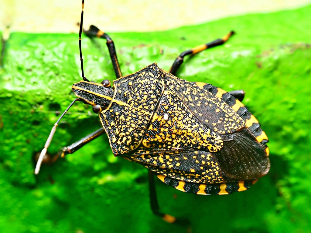 Yellow-spotted Stink Bug from 台灣臺北 on June 12, 2024 at 03:06 PM by ...