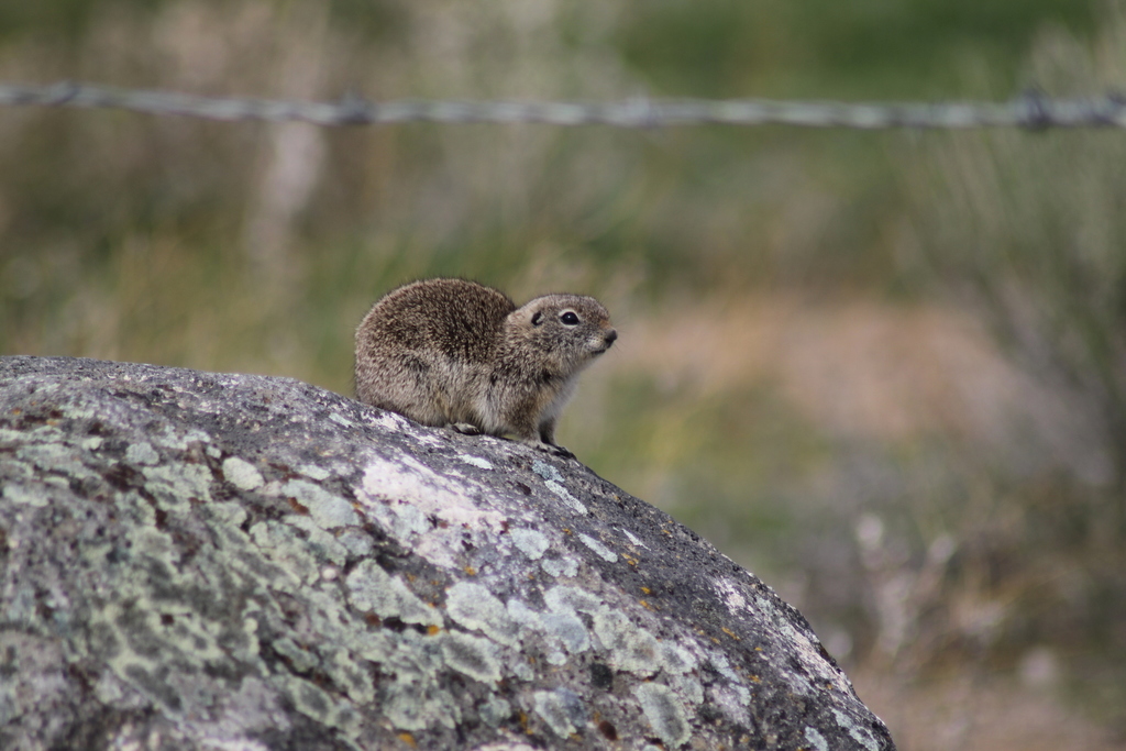 Piute Ground Squirrel (Urocitellus mollis) - Know Your Mammals