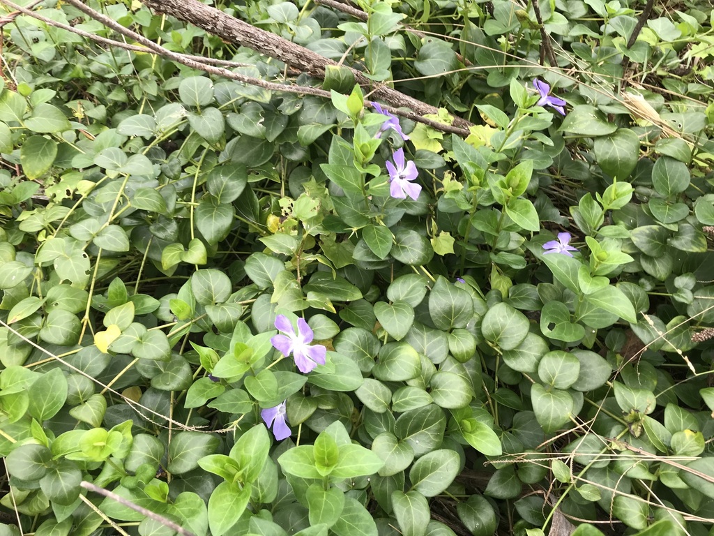greater periwinkle from Onrus River, Onrus, 7201, South Africa on June ...