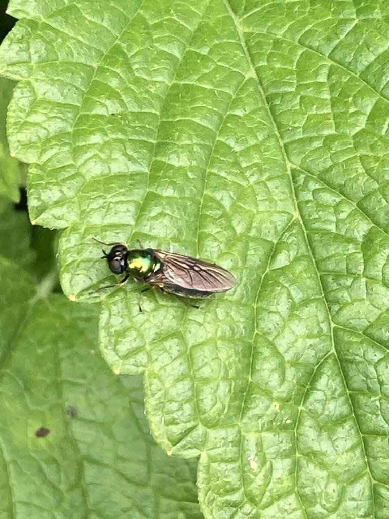 Broad Centurion Fly in June 2024 by hcsc97 · iNaturalist