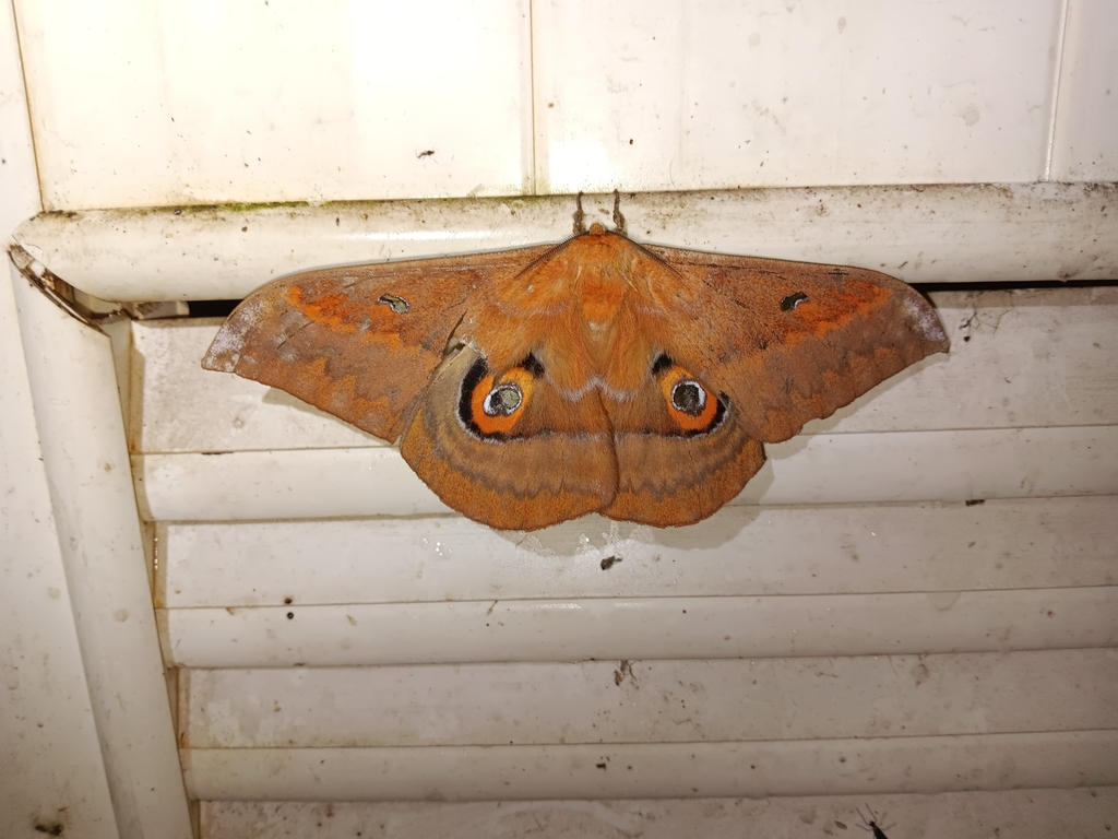 Salassa mesosa from ท่าผา อำเภอแม่แจ่ม เชียงใหม่ 50270 ประเทศไทย on ...