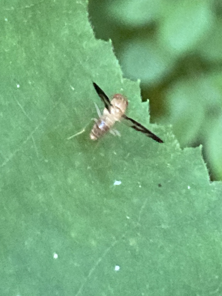 Antlered Flutter Fly from Upper St. Clair, PA, US on June 12, 2024 at ...
