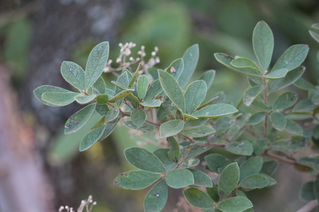 Transvaal Bluebush from Fochville, South Africa on June 12, 2024 at 03: ...