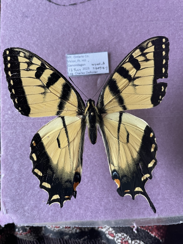 Canadian × Eastern Tiger Swallowtail from Ontario County, NY, USA on ...