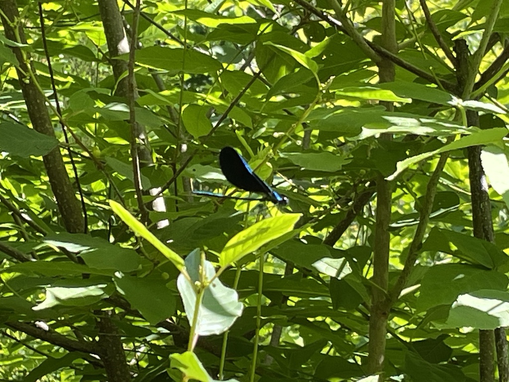 Dragonflies and Damselflies from W 38th St, Erie, PA, US on June 12 ...