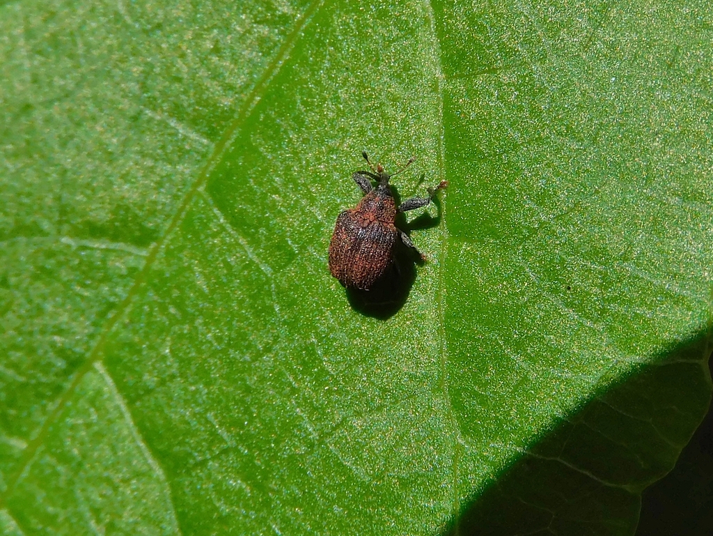 Yellow Poplar Weevil from Franklin County, NC, USA on June 12, 2024 at ...
