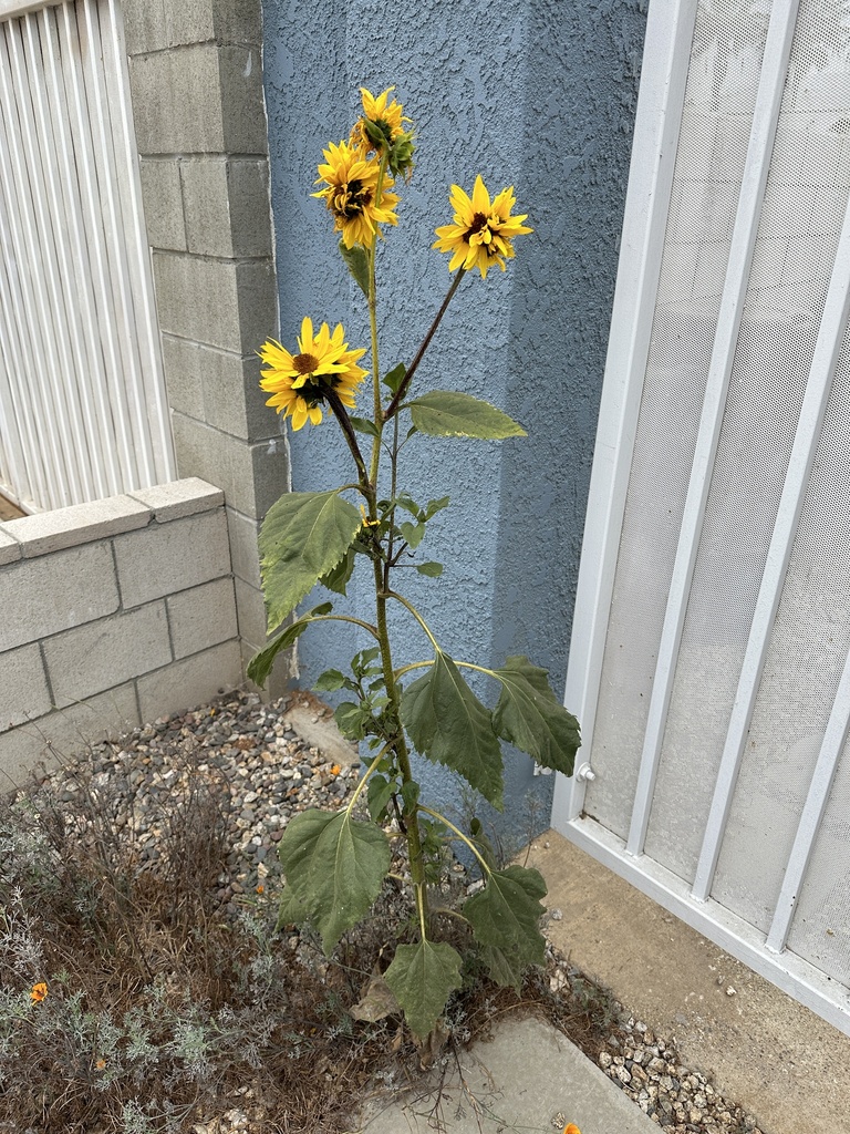 Common Sunflower in June 2024 by Jenny Iyer. Sunflower mutation ...