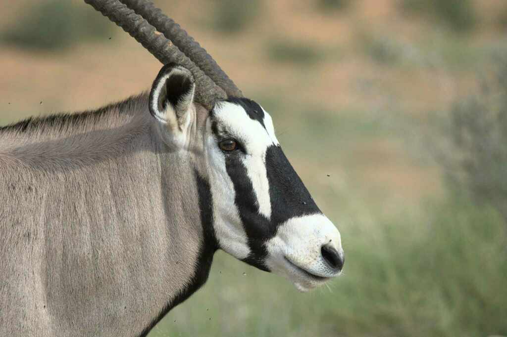 Gemsbok from Gemsbok, Kgalagadi, Botswana on March 17, 2020 at 08:18 AM ...