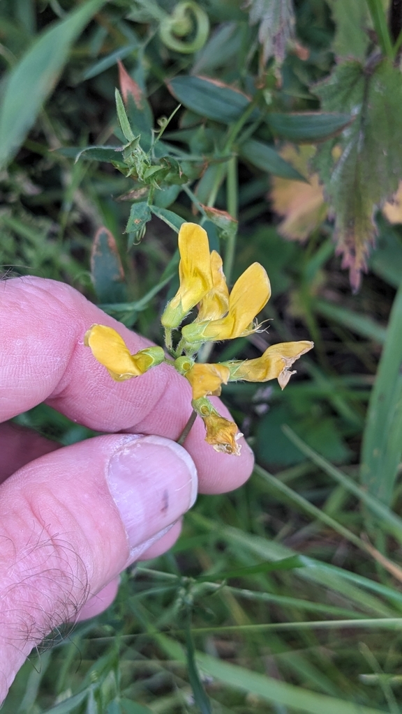 meadow pea from Pilling, Preston PR3 6HA, UK on June 12, 2024 at 09:10 ...