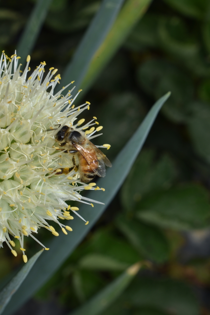 Western Honey Bee from La Trinidad, Benguet, Philippines on June 12 ...