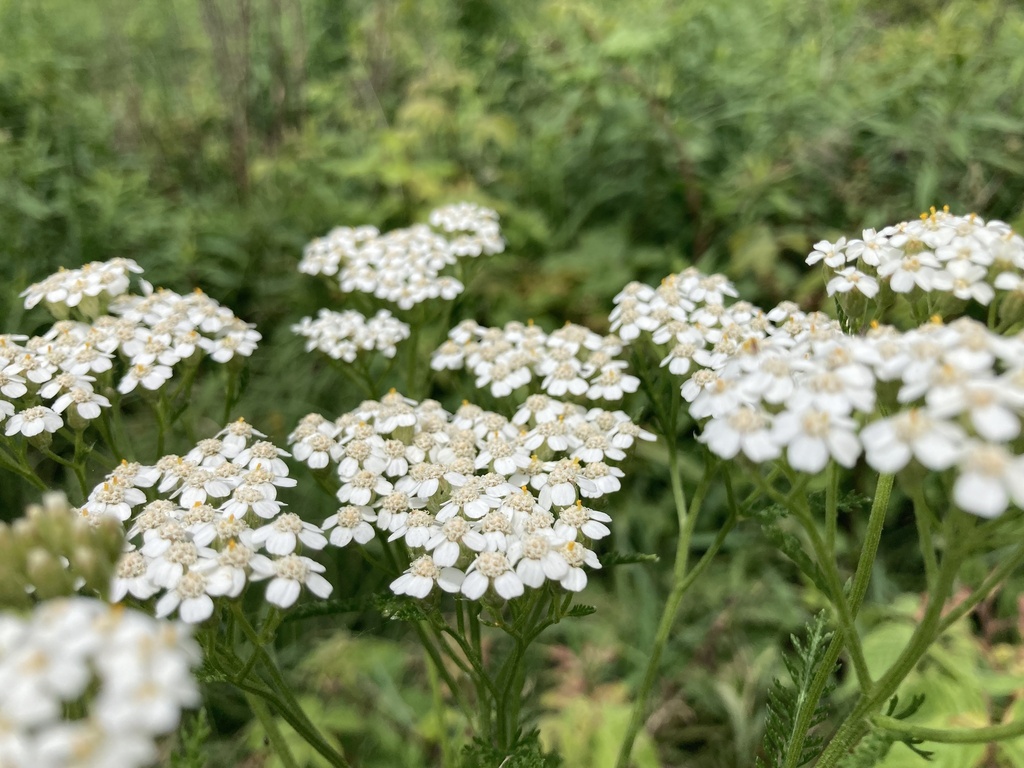 common yarrow from Quail Hollow Park, Hartville, OH, US on June 11 ...