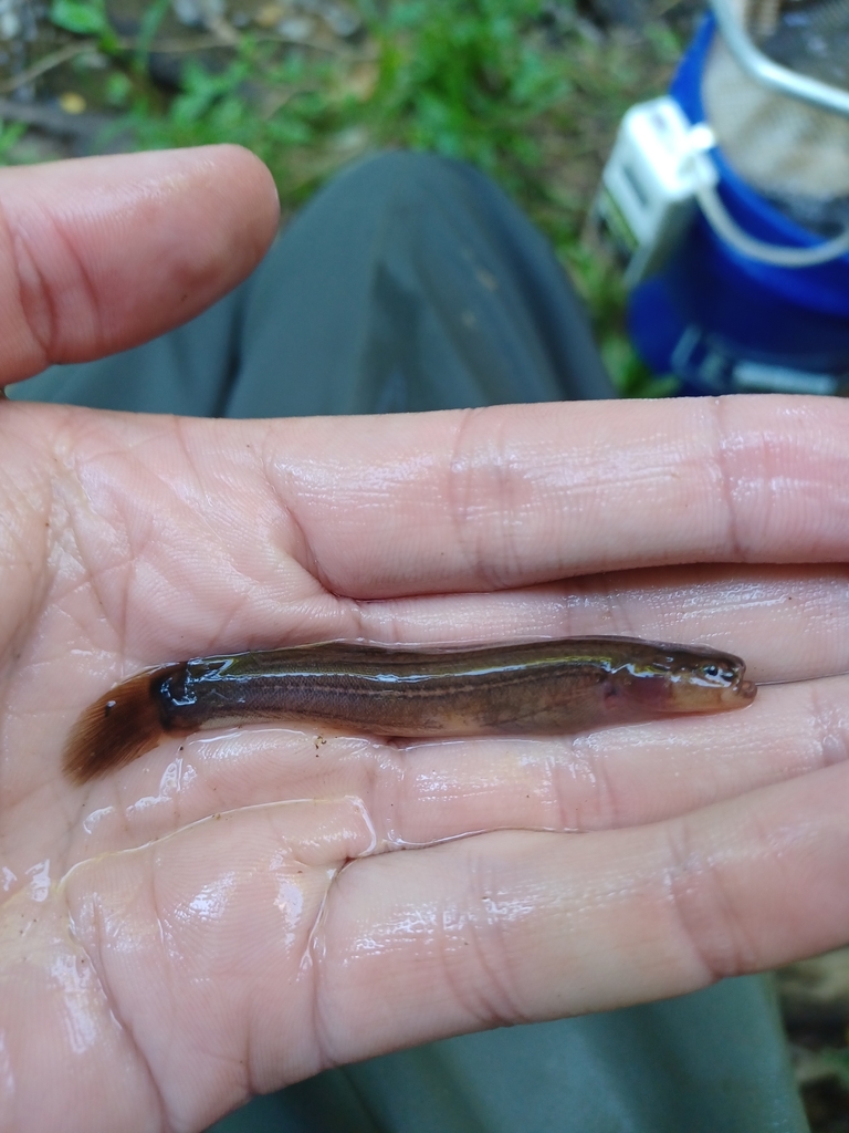 Shawnee Hills Cavefish in June 2024 by generalfishing · iNaturalist