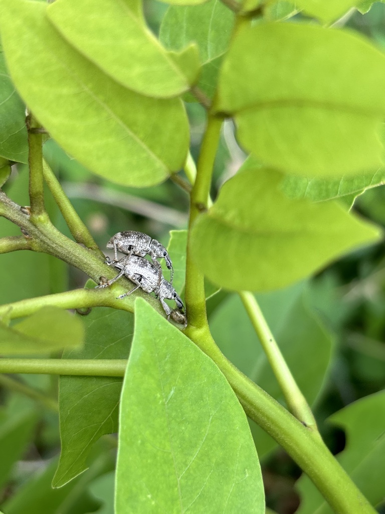 Ericydeus lautus from San Esteban, Olancho, HN on May 13, 2024 at 12:16 ...