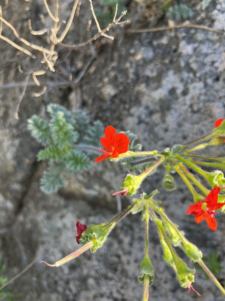Red Mallow from Steenberg`s Cove, St Helena Bay, 7390, South Africa on ...