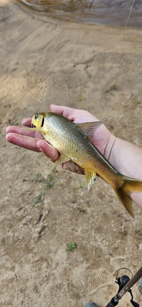Large-scale Yellowfish from Mbombela, South Africa on April 3, 2024 at ...