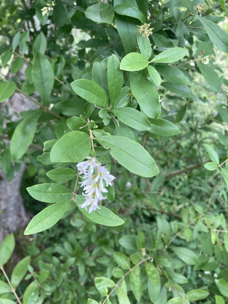 border privet from Quail Hollow Park, Hartville, OH, US on June 11 ...