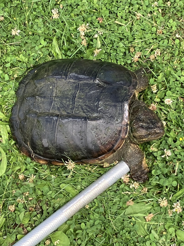 Common Snapping Turtle from Heritage Park, Taylor, MI, US on June 12 ...