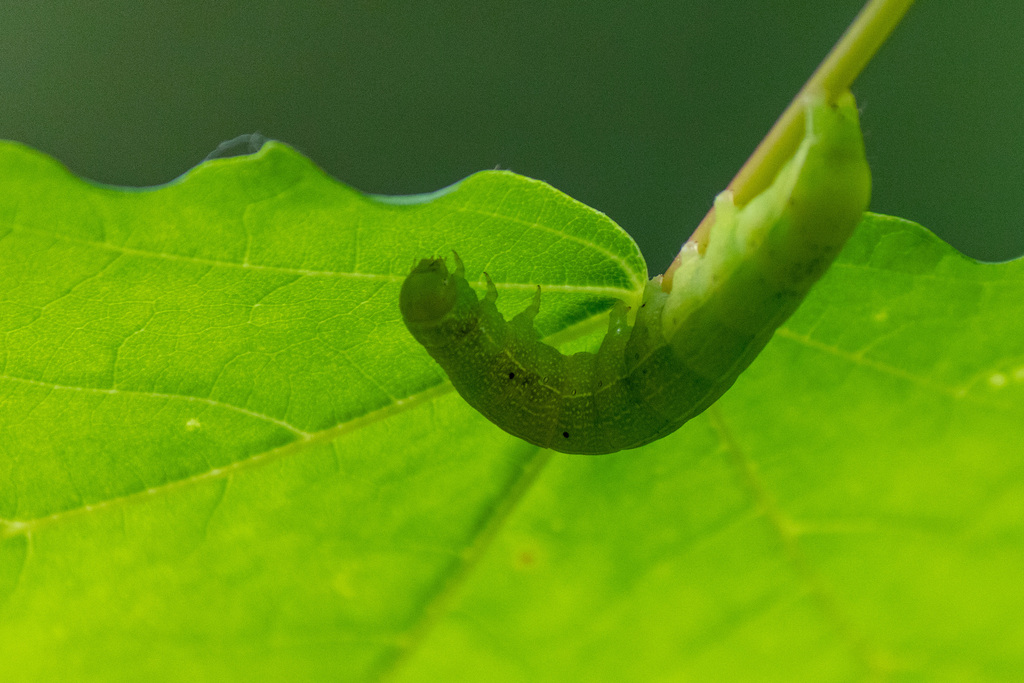 Speckled Green Fruitworm Moth from Kawartha Lakes, ON, Canada on June ...