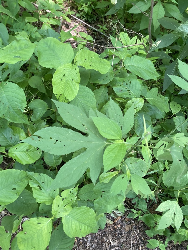 giant ragweed from Sandy Lake Rd, Ravenna, OH, US on June 11, 2024 at ...