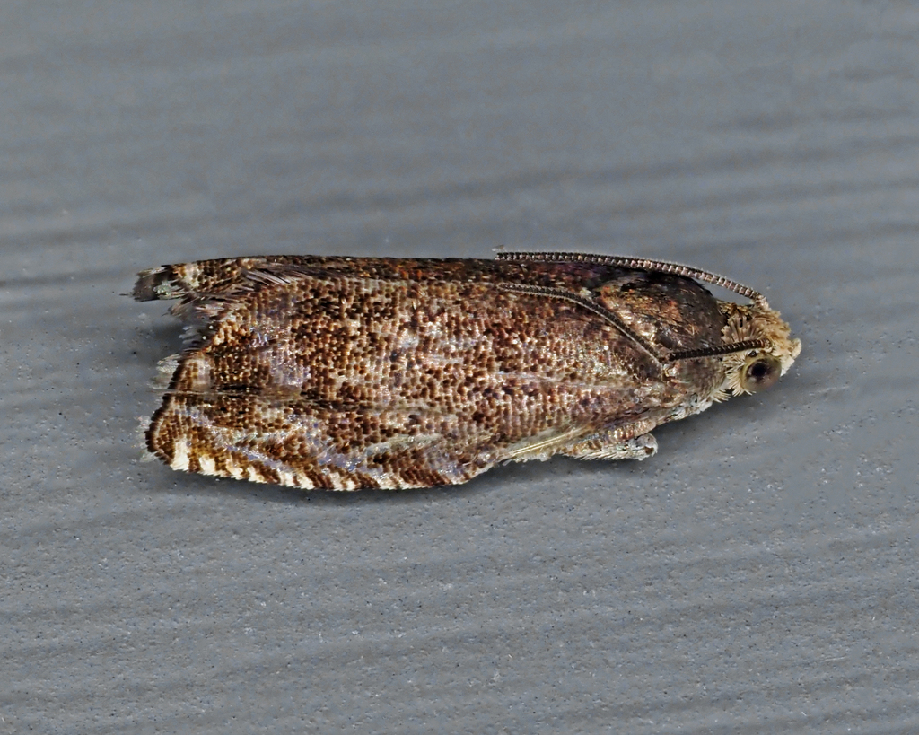 Hickory Shuckworm Moth from Salem, NH 03079, USA on June 10, 2024 at 06 ...