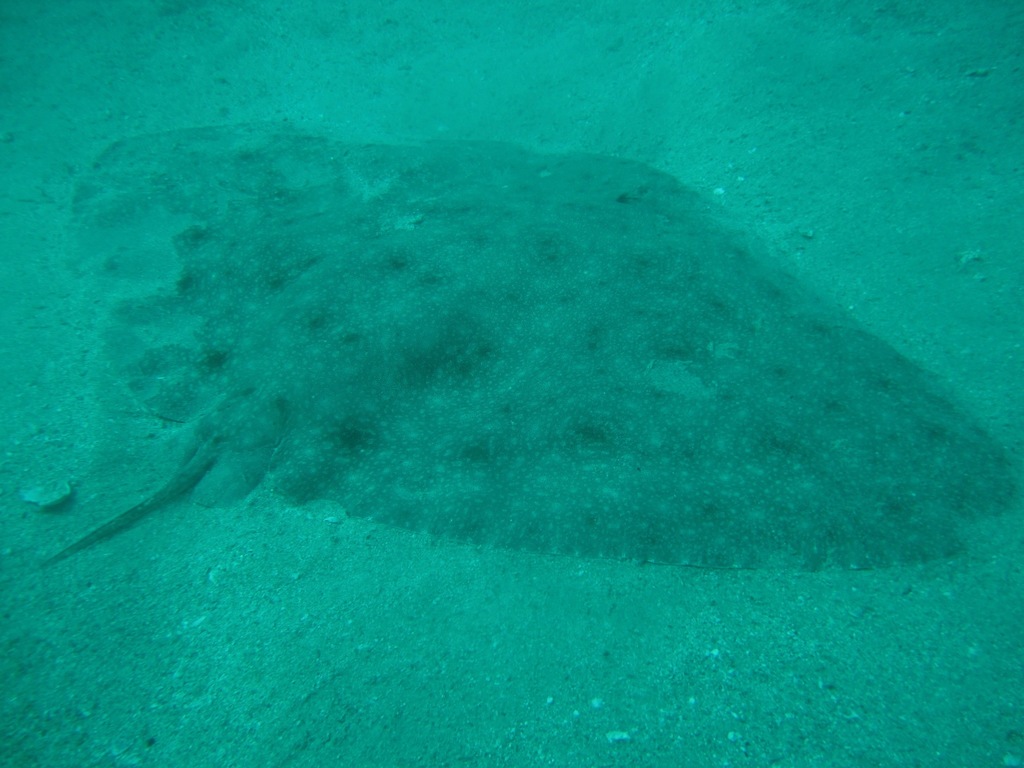 California Butterfly Ray (Gymnura marmorata) - Marine Life Identification
