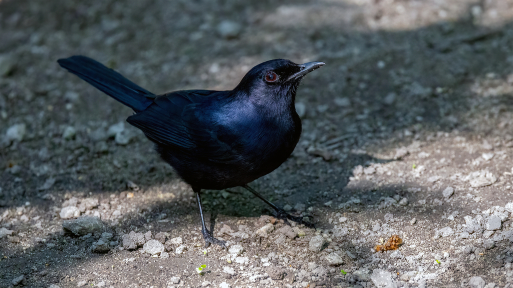 Black Catbird from Hotel Zone, Cancún, Quintana Roo, Mexico on December ...