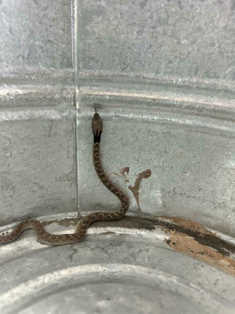 Night Snakes from Santiago de Anaya, Hgo., México on June 12, 2024 at ...