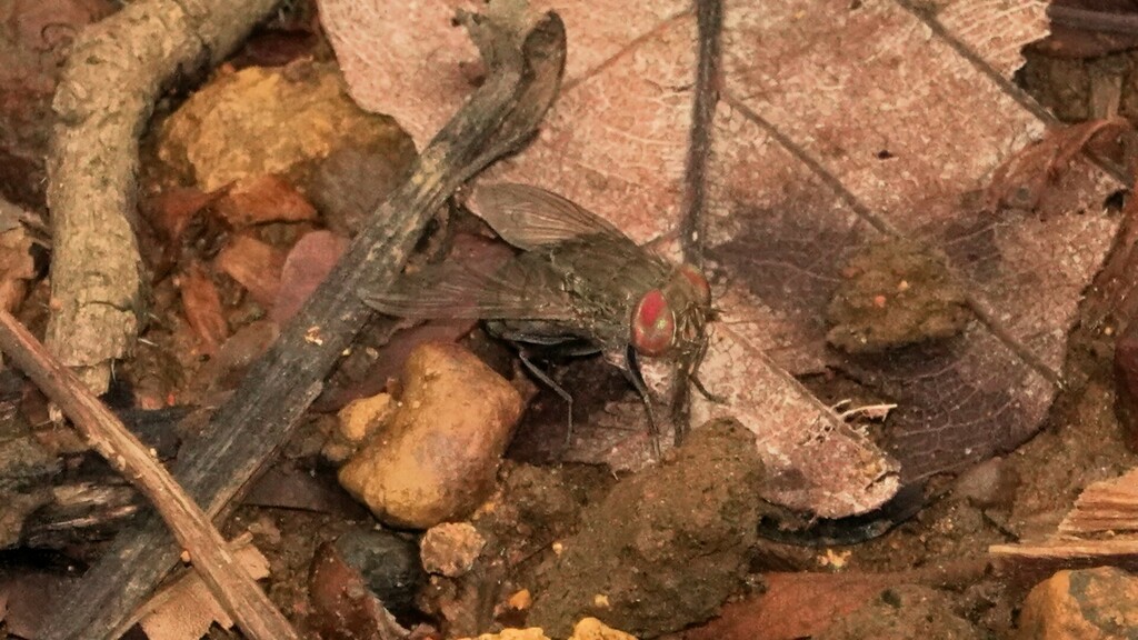 Fly Pirates from Nagla on June 10, 2024 at 12:02 PM by Dinesh Sharma ...